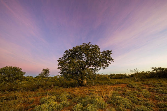 Exploring the beauty of Derby, WA – Caravan World Australia