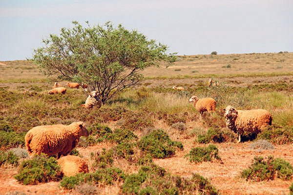 WOOL WAGON PATHWAY, WA – Caravan World